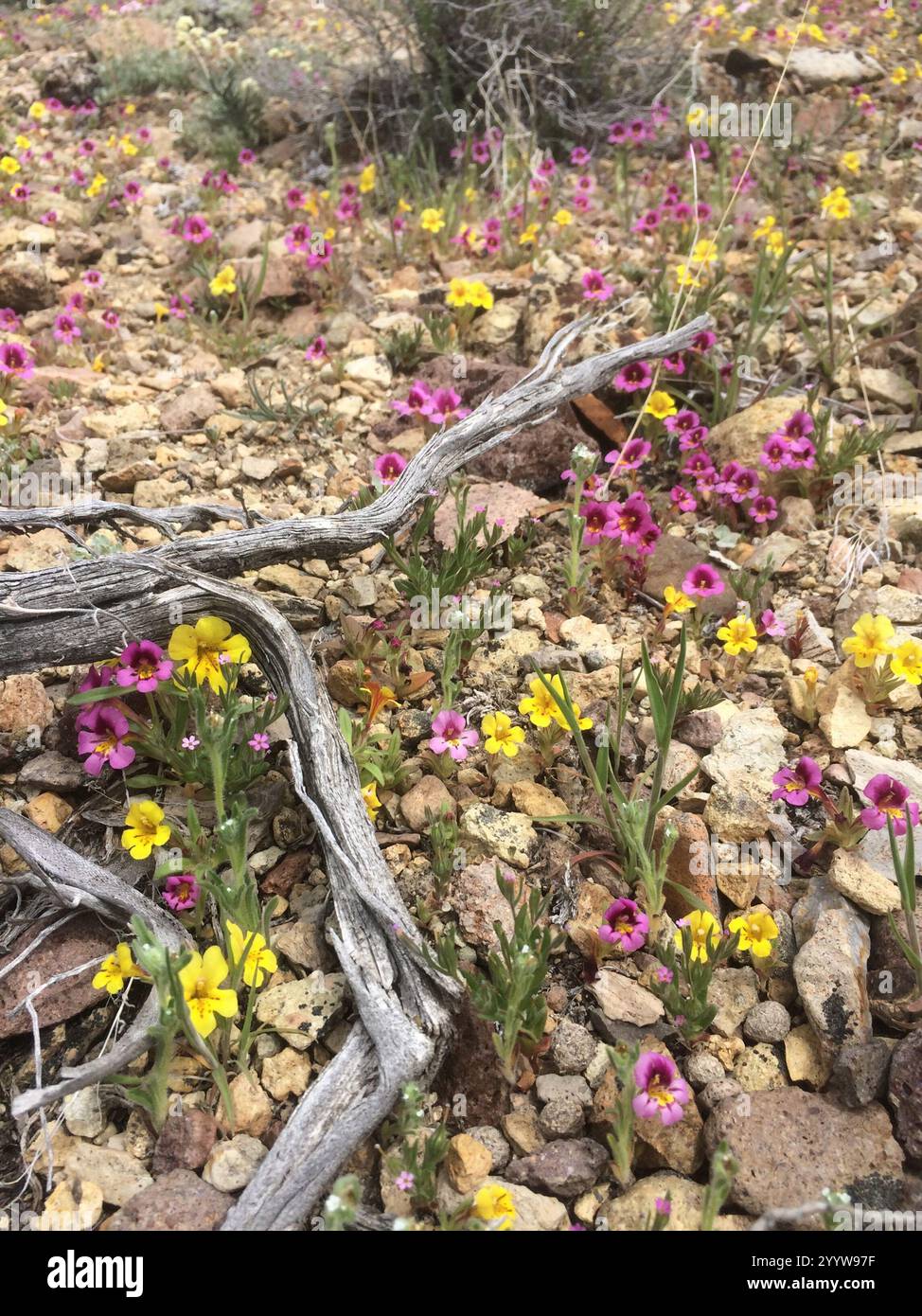 skunky monkeyflower (Diplacus mephiticus Stock Photo - Alamy