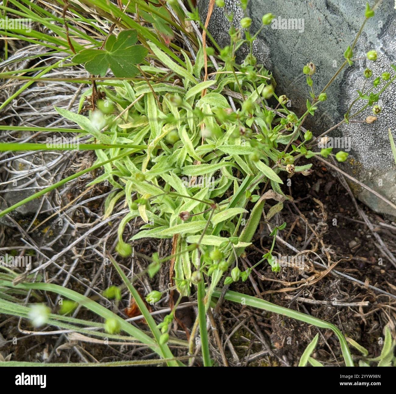 Thyme-leaved Sandwort (Arenaria serpyllifolia Stock Photo - Alamy
