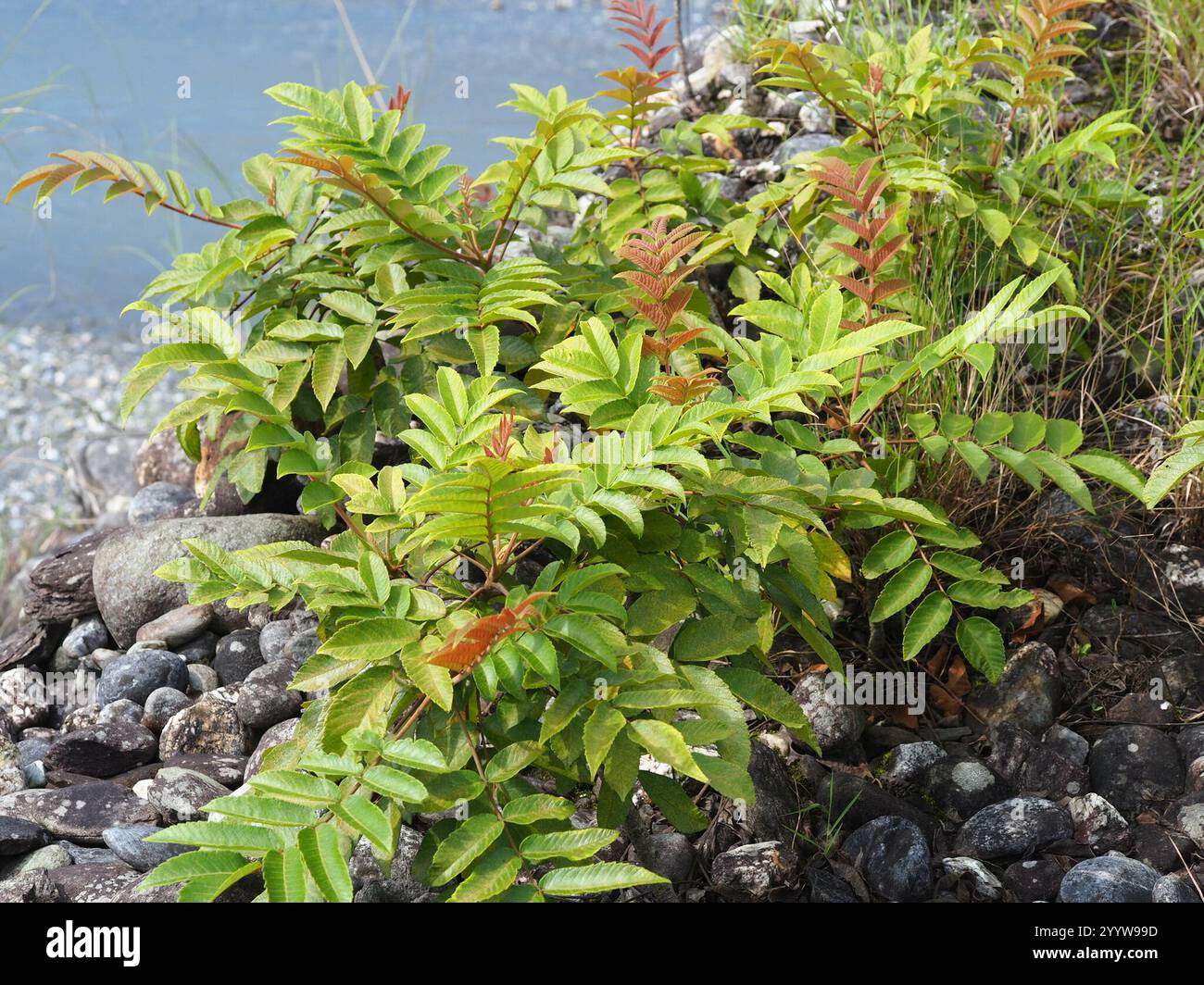 (Rhus chinensis roxburghii Stock Photo - Alamy