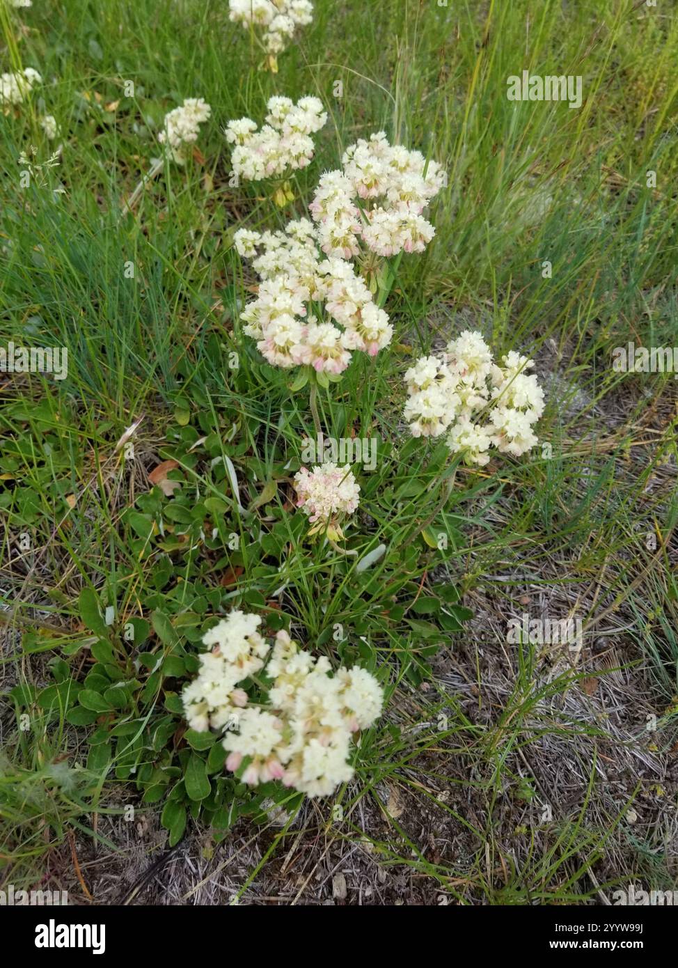 wild buckwheats (Eriogonum Stock Photo - Alamy