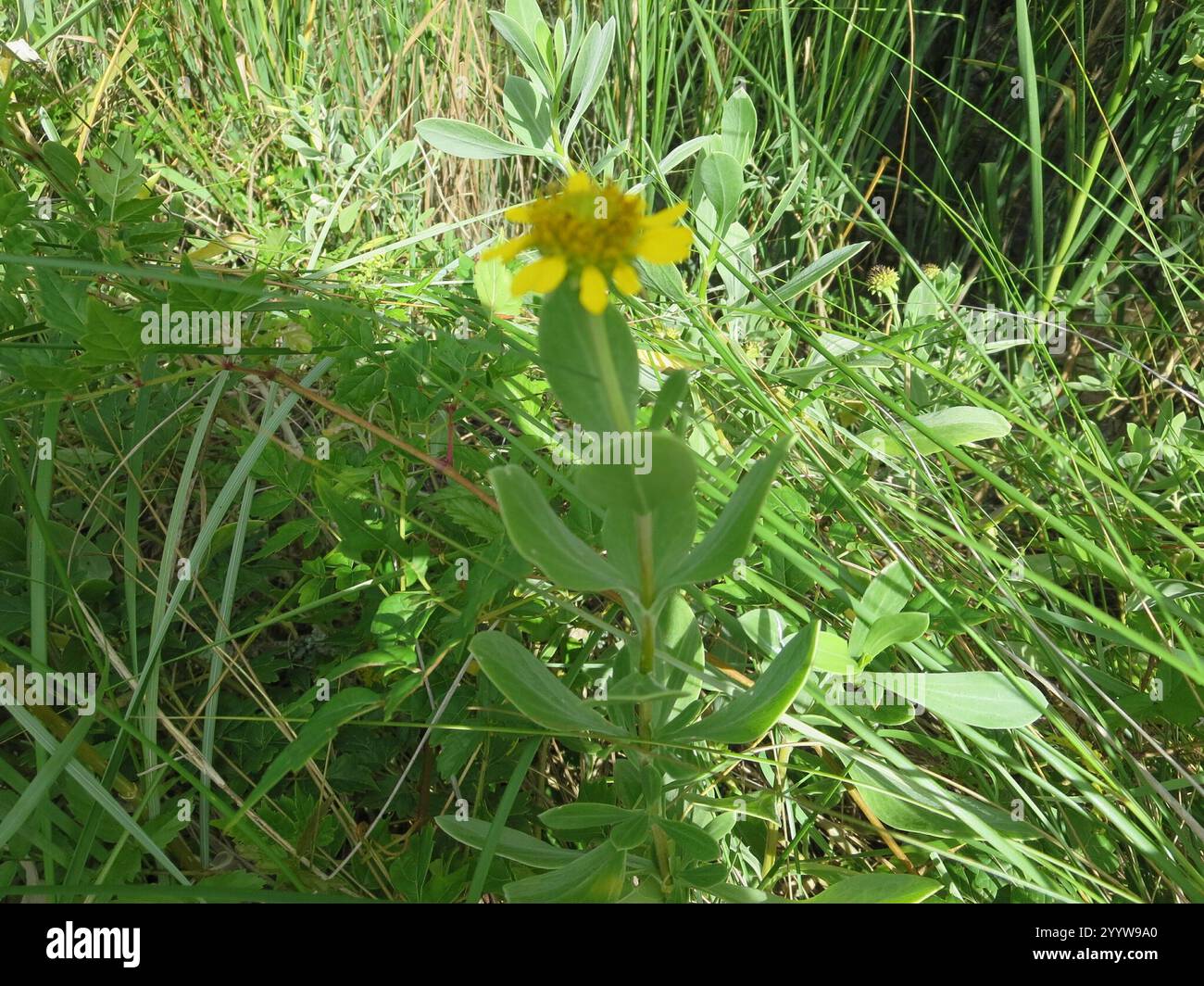sea ox-eye (Borrichia frutescens Stock Photo - Alamy