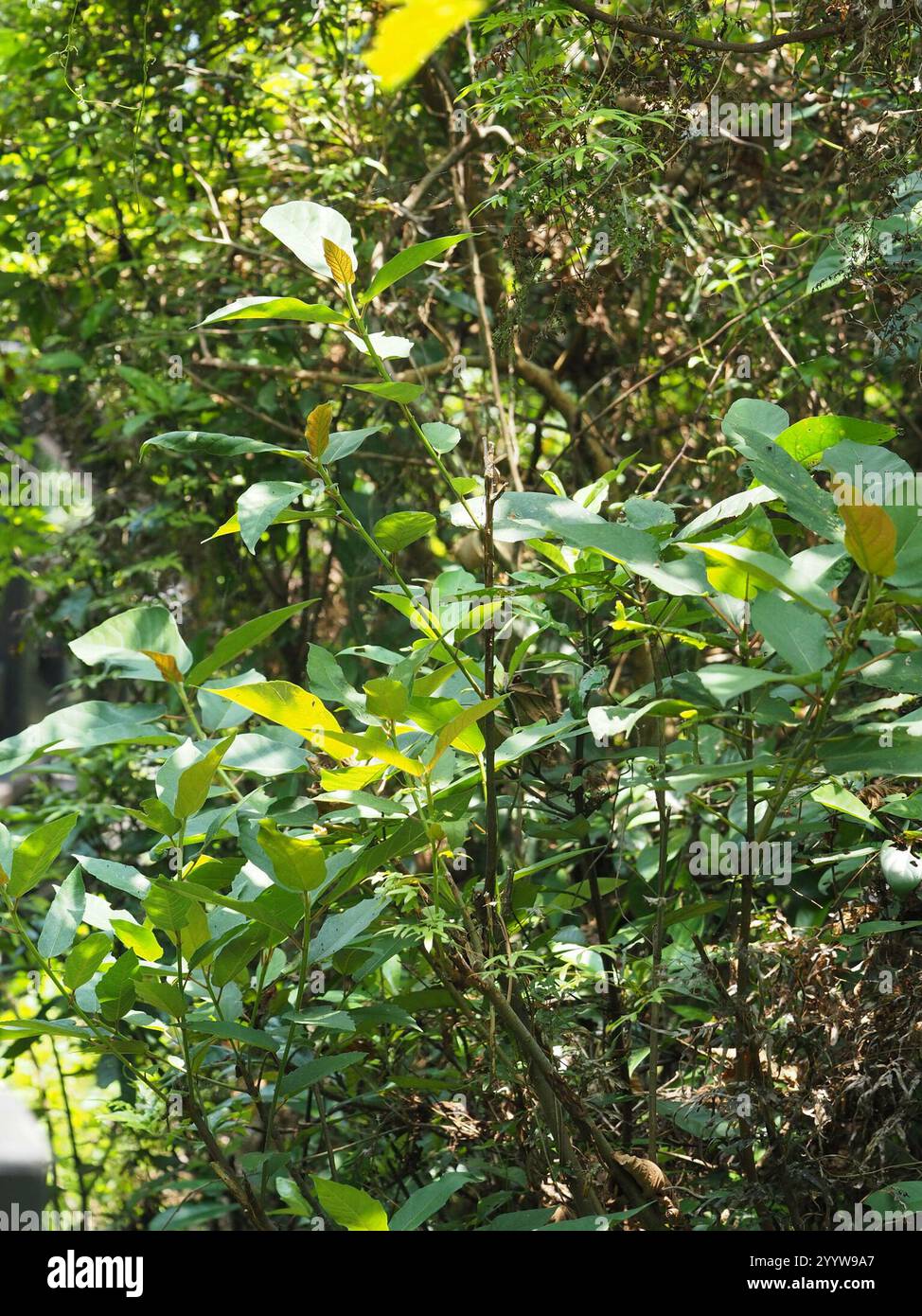Beechey Fig (Ficus erecta beecheyana Stock Photo - Alamy