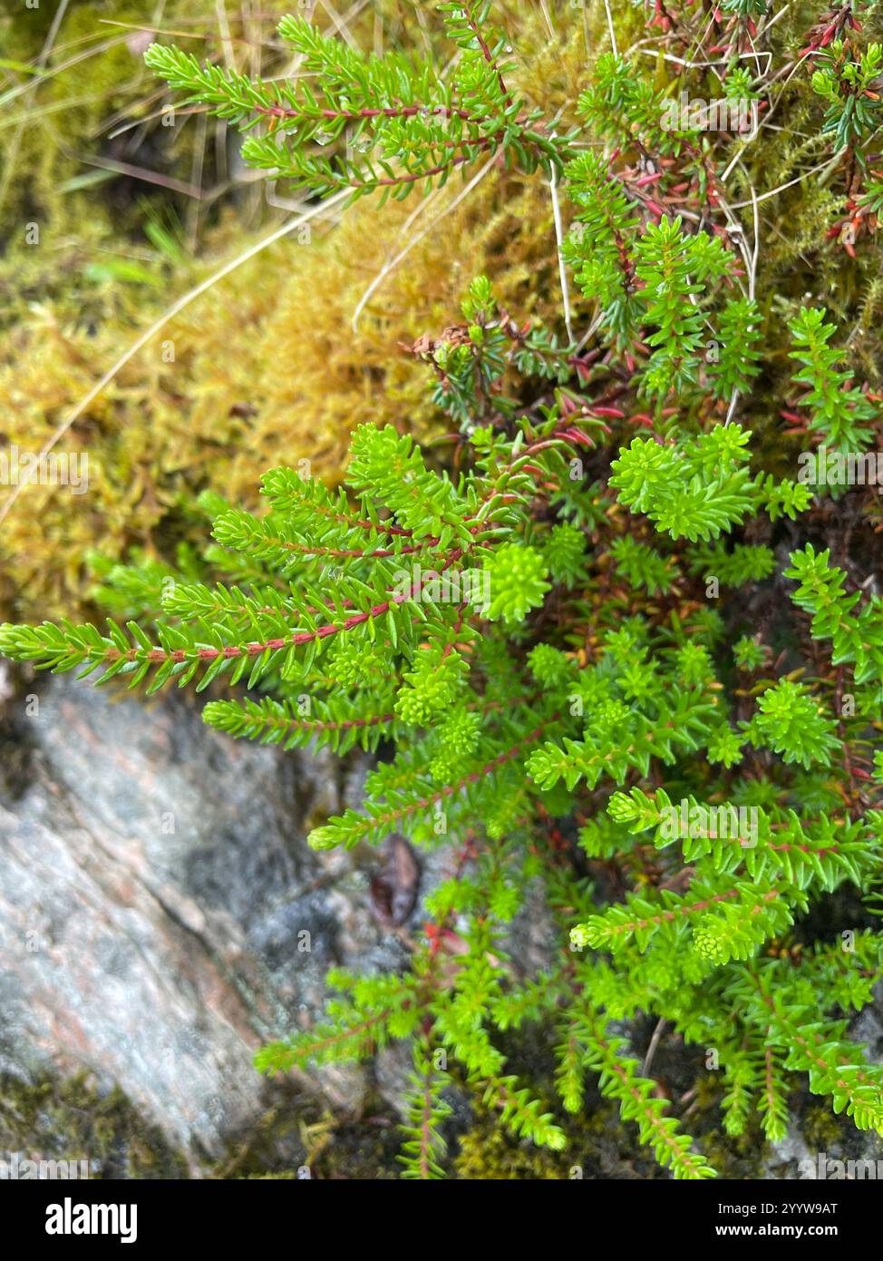black crowberry (Empetrum nigrum Stock Photo - Alamy