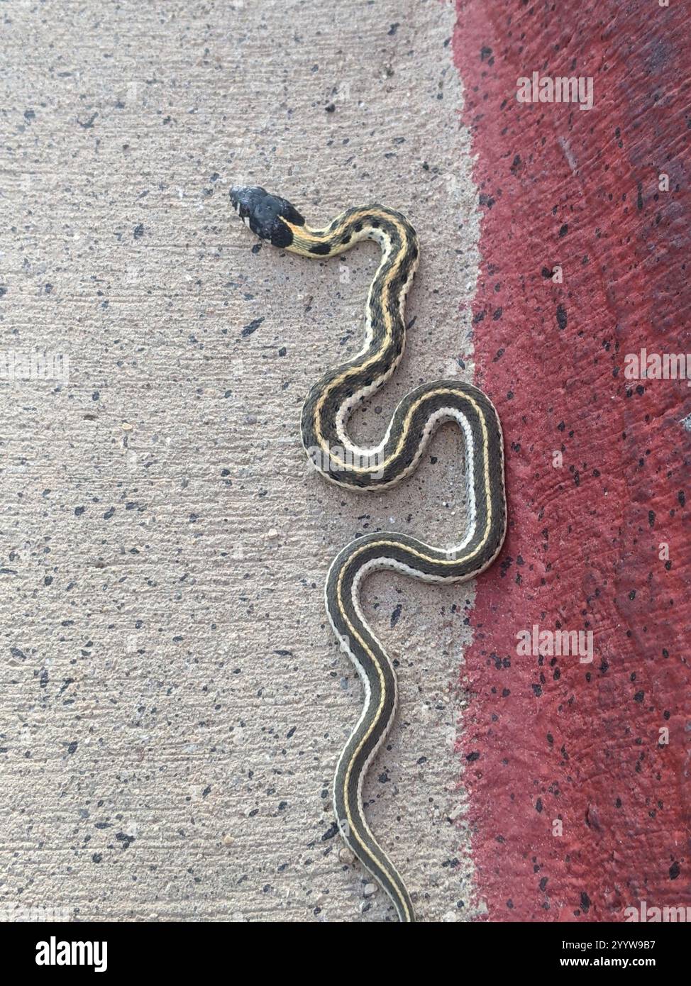 Black-necked Garter Snake (Thamnophis cyrtopsis Stock Photo - Alamy