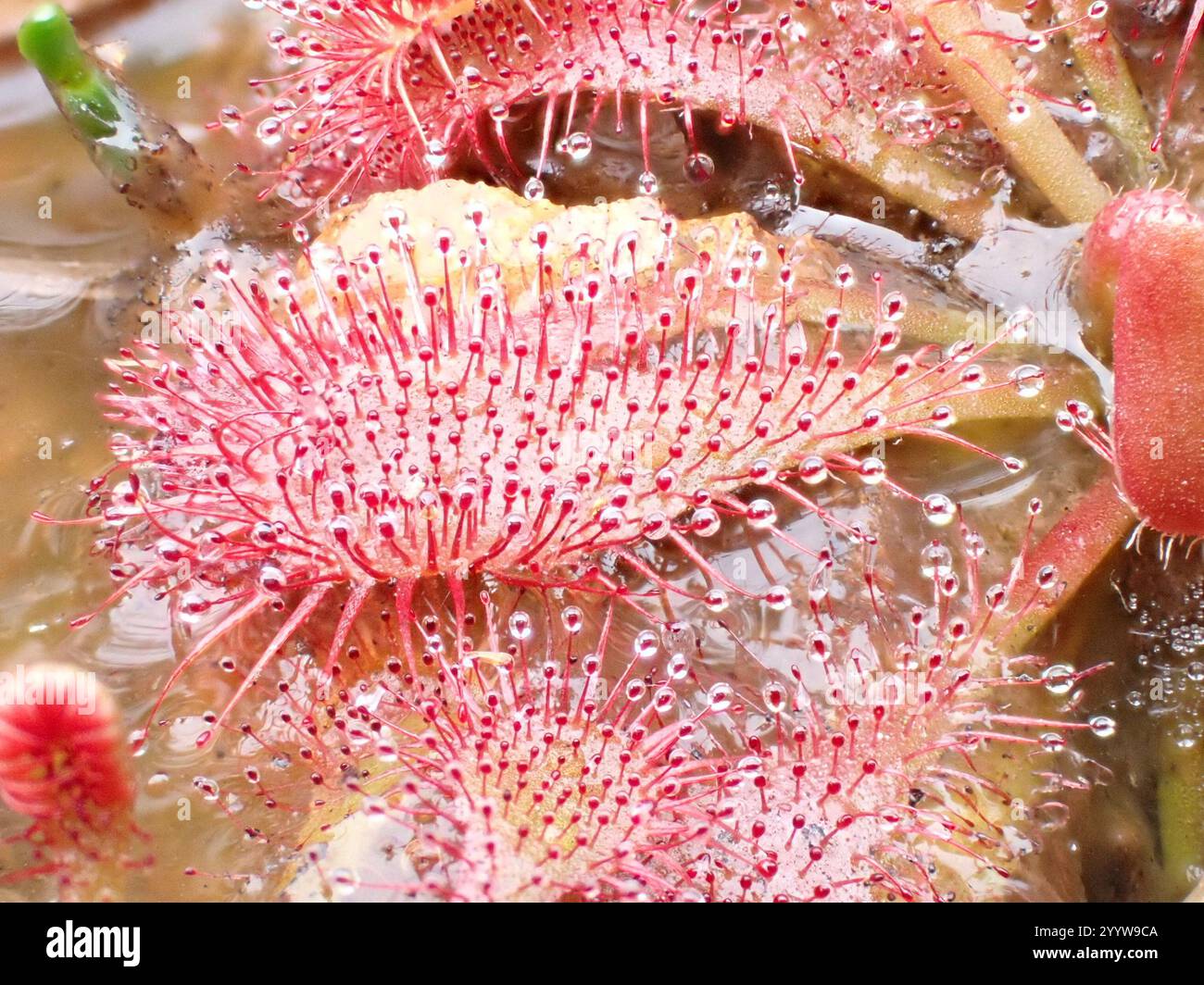 Rosy Sundew (Drosera spatulata Stock Photo - Alamy