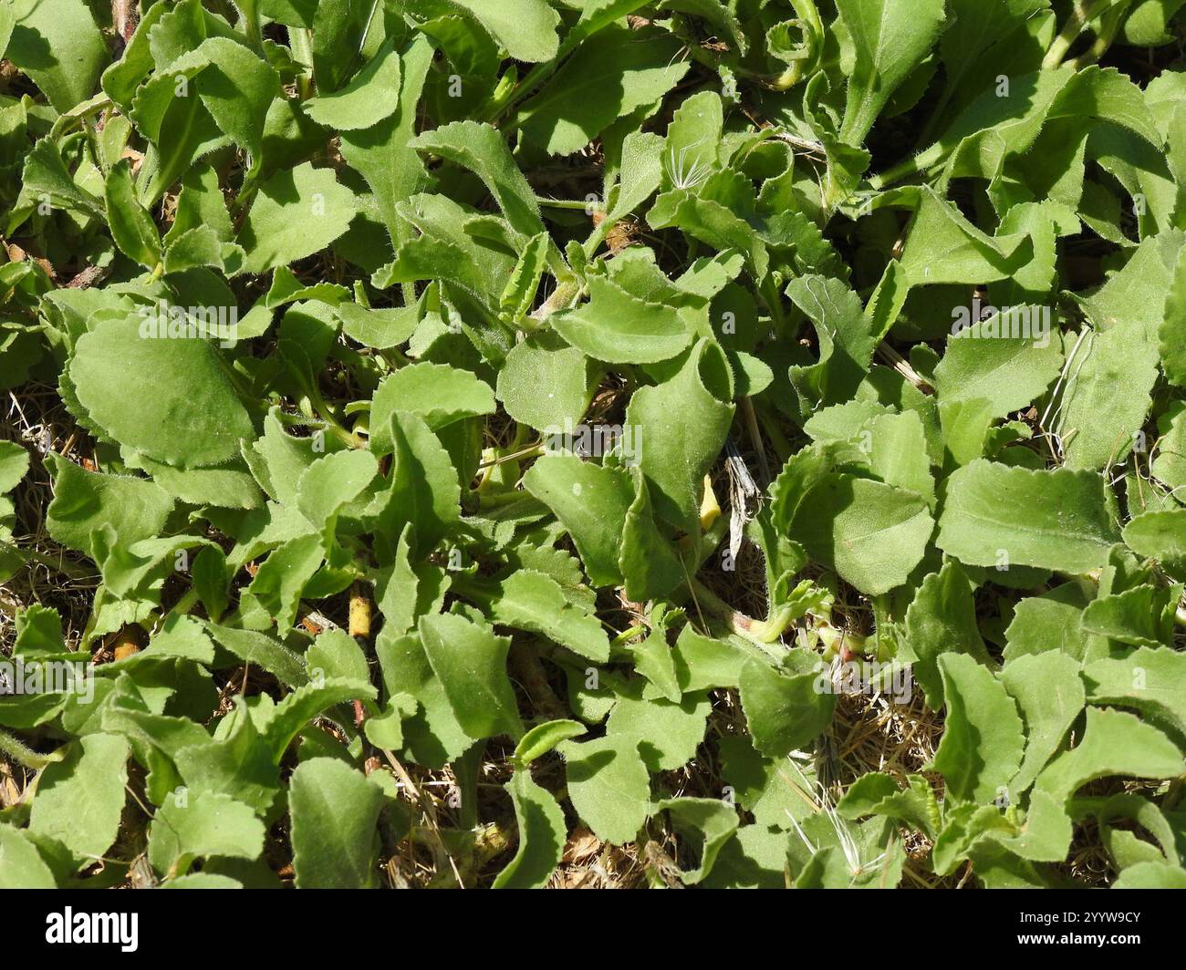 Oregon Gumplant (Grindelia stricta Stock Photo - Alamy