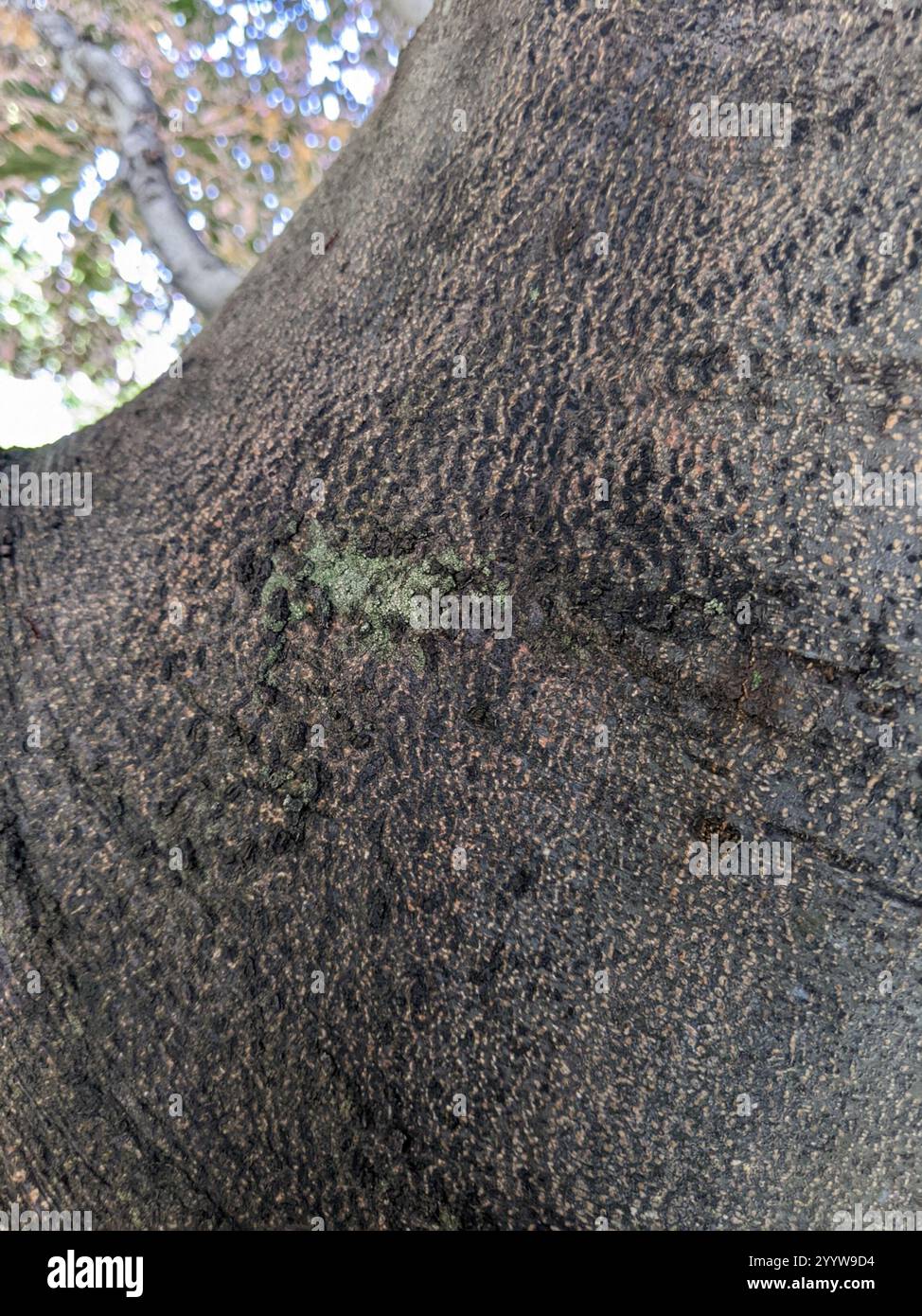 rim lichens, disc lichens, and allies (Lecanoraceae Stock Photo - Alamy