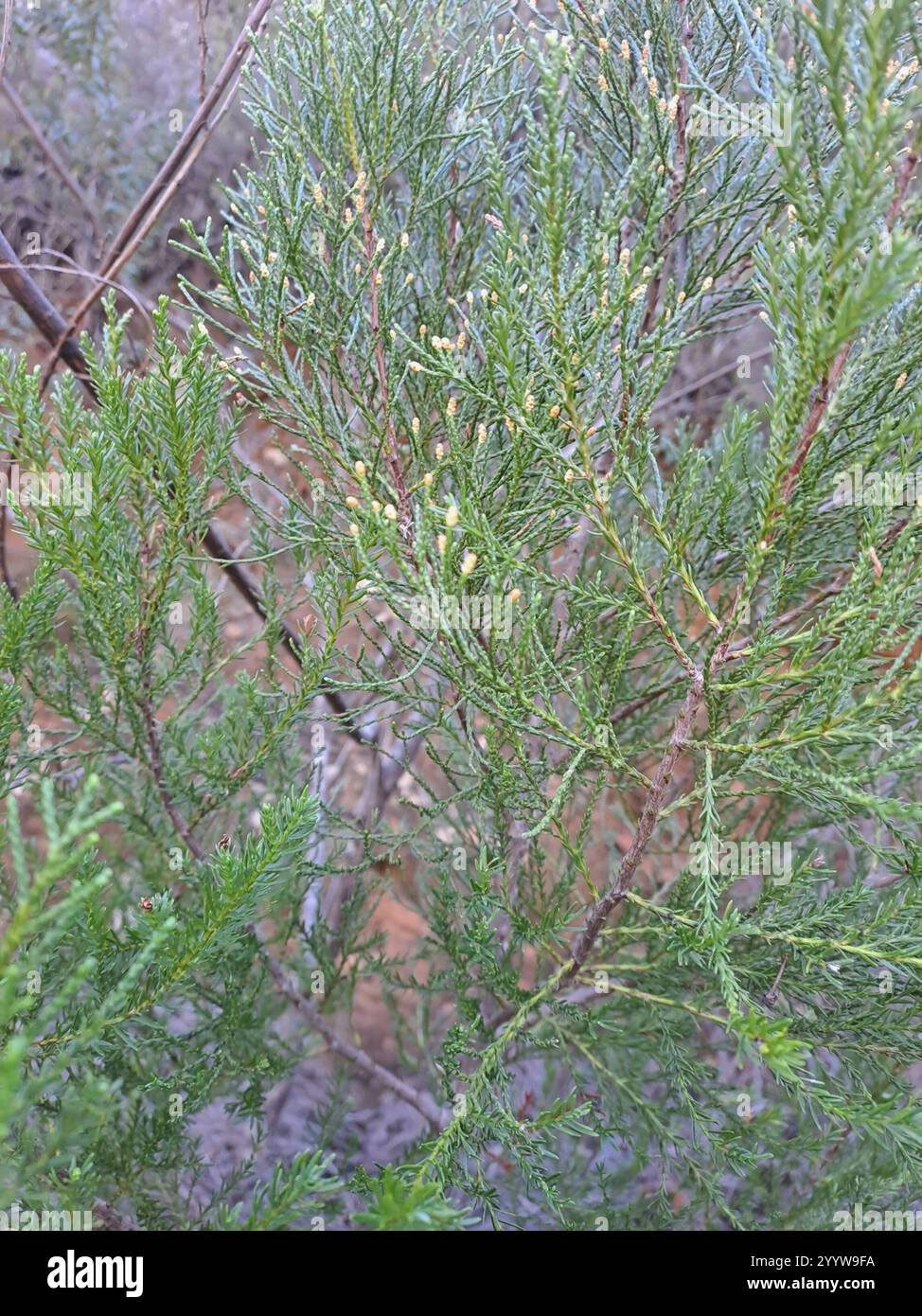 Widdringtonia hi-res stock photography and images - Alamy