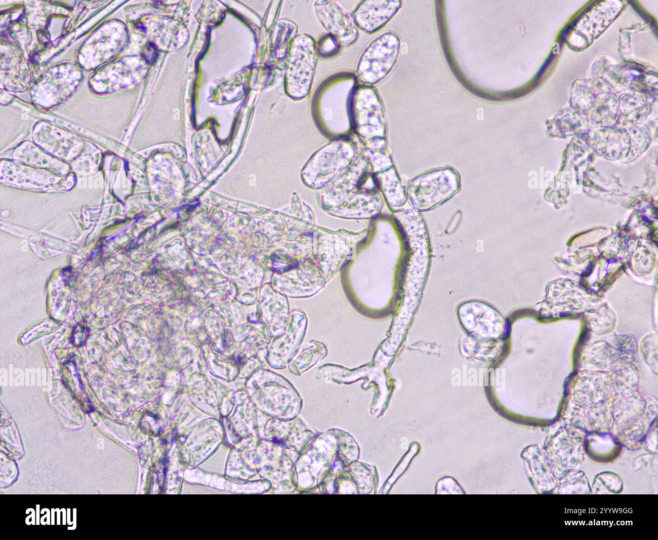 Rose Powdery Mildew (Podosphaera pannosa Stock Photo - Alamy