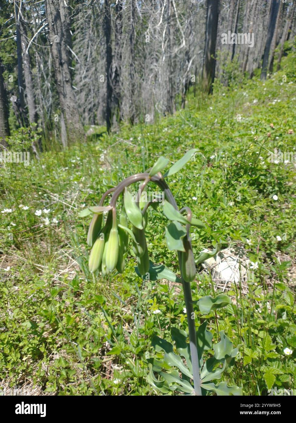 Purple-flowered Washington Lily (Lilium washingtonianum purpurascens ...