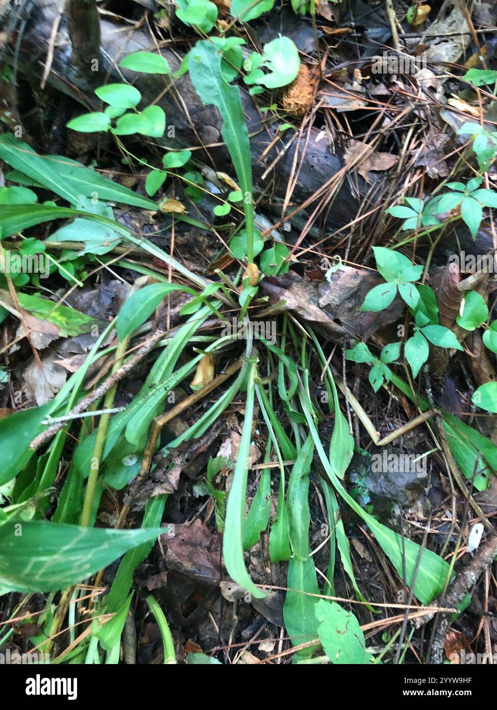 fire pink (Silene virginica Stock Photo - Alamy