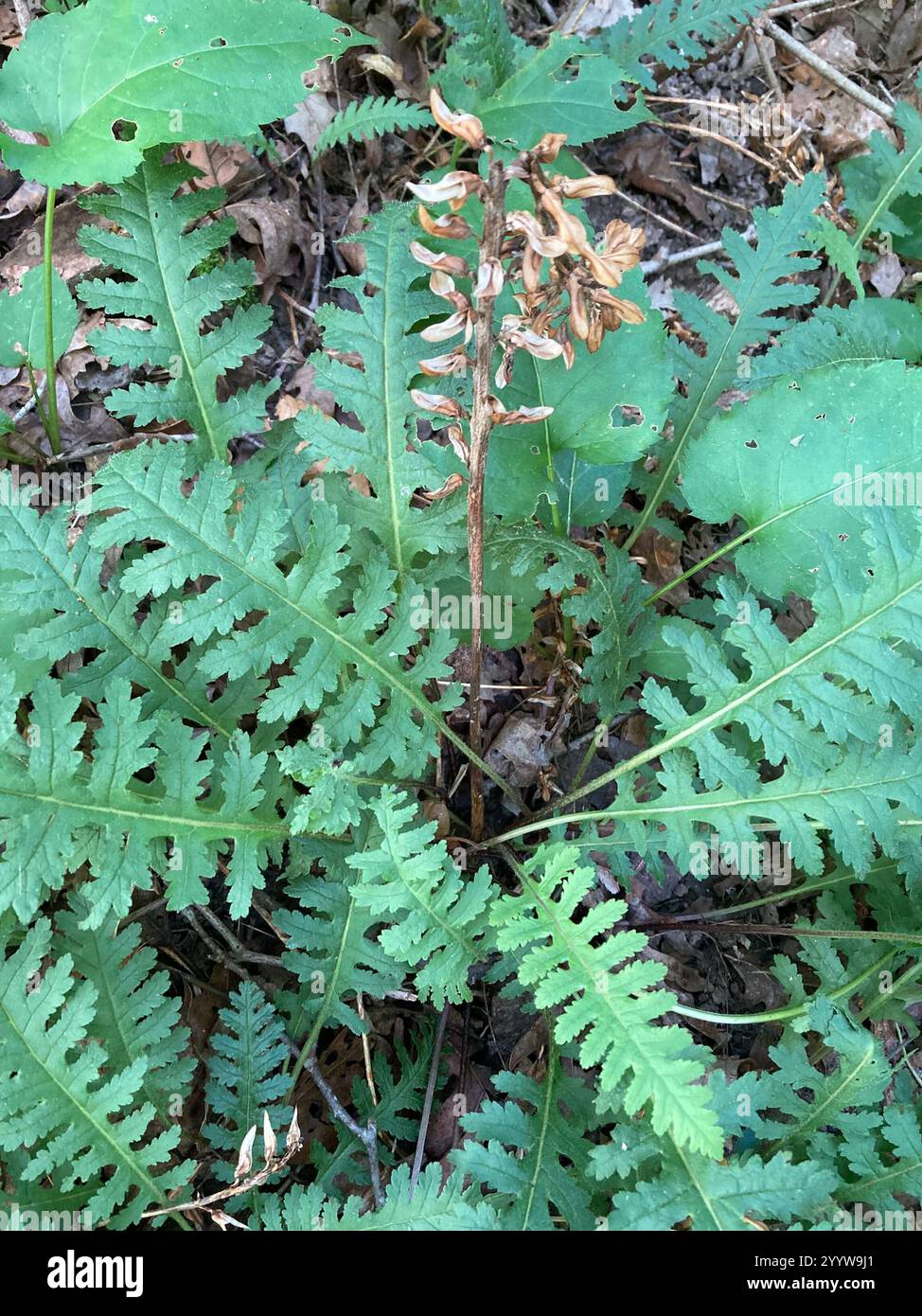 Canadian lousewort (Pedicularis canadensis Stock Photo - Alamy