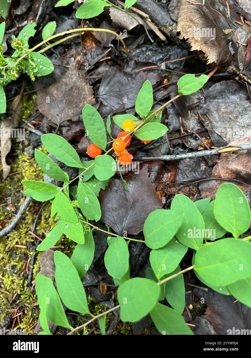 Northern Comandra (Geocaulon lividum Stock Photo - Alamy