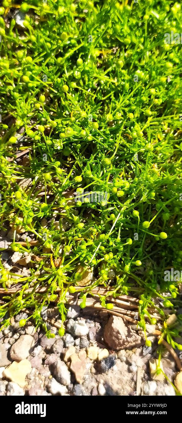 Procumbent Pearlwort (Sagina procumbens Stock Photo - Alamy