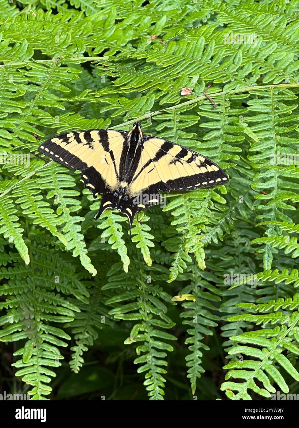 Western Tiger Swallowtail (Papilio rutulus Stock Photo - Alamy