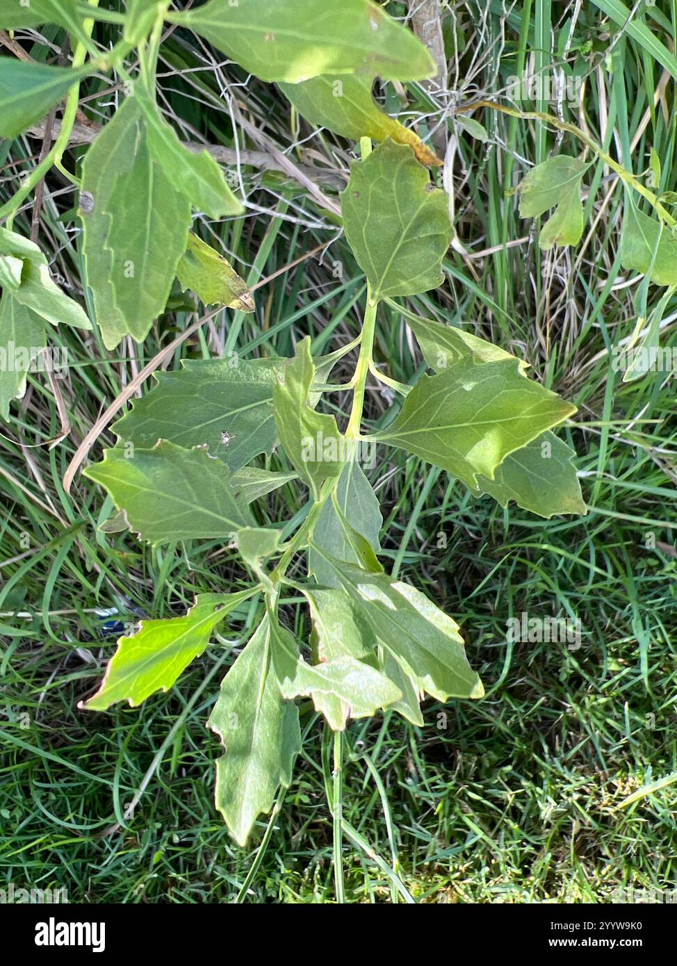 groundsel tree (Baccharis halimifolia Stock Photo - Alamy