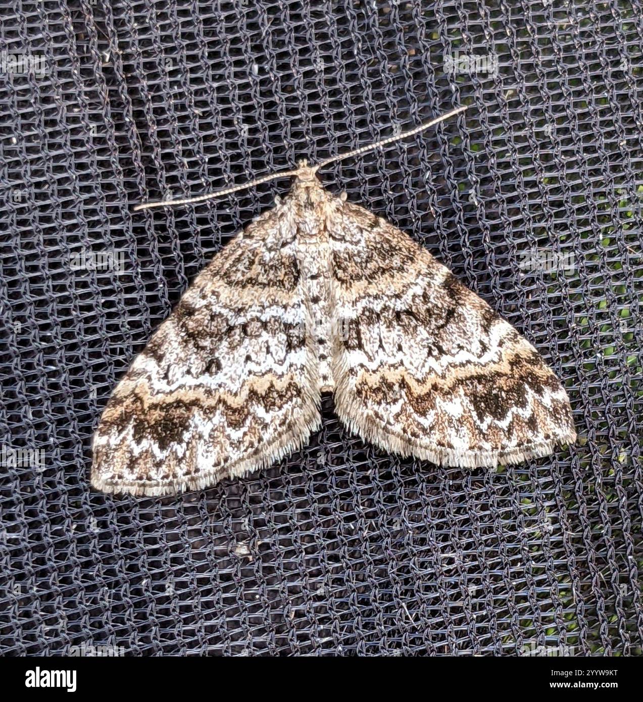 Grand Rivulet Moth (Martania grandis Stock Photo - Alamy