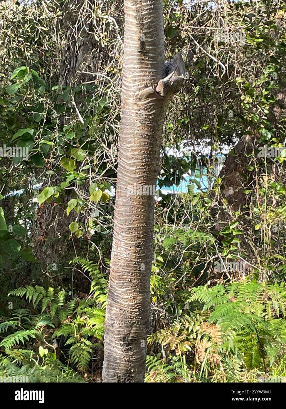 thatch screwpine (Pandanus tectorius Stock Photo - Alamy