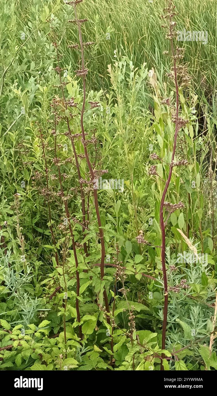 Water Figwort (Scrophularia auriculata Stock Photo - Alamy