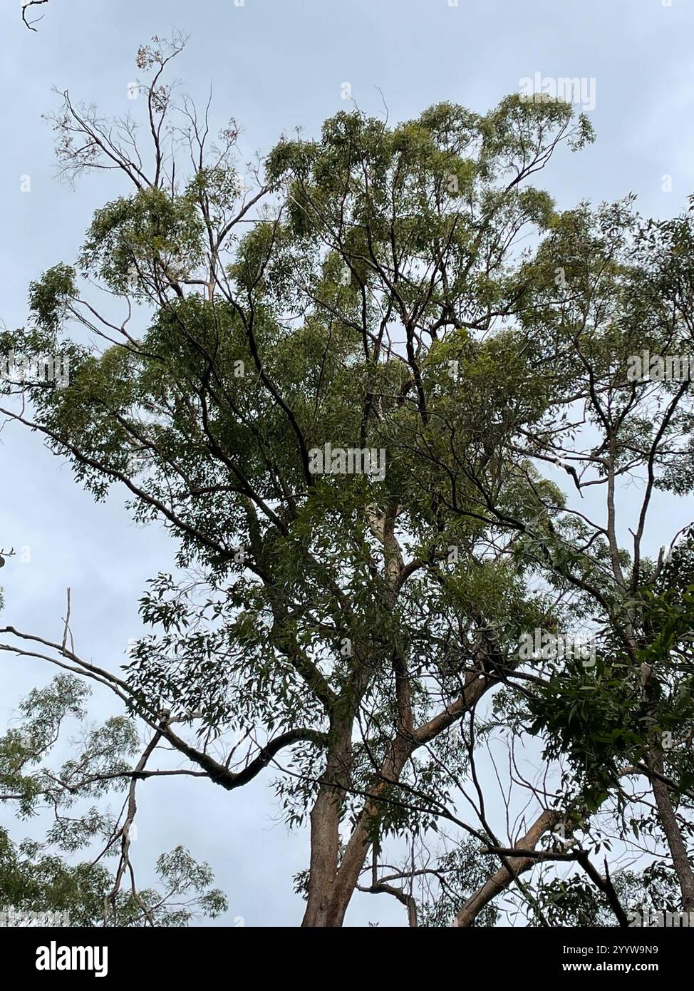 Tallowwood (Eucalyptus microcorys Stock Photo - Alamy