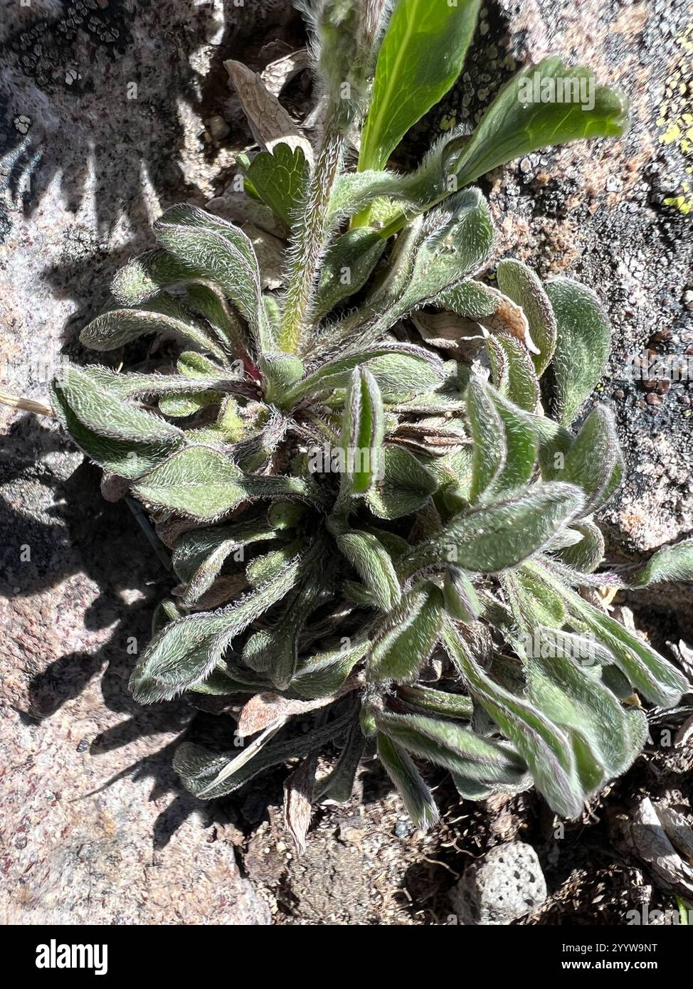 Alpine Yellow Fleabane (Erigeron aureus Stock Photo - Alamy