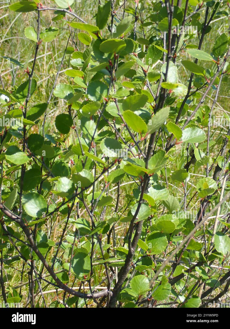 dwarf resin birch (Betula glandulosa Stock Photo - Alamy