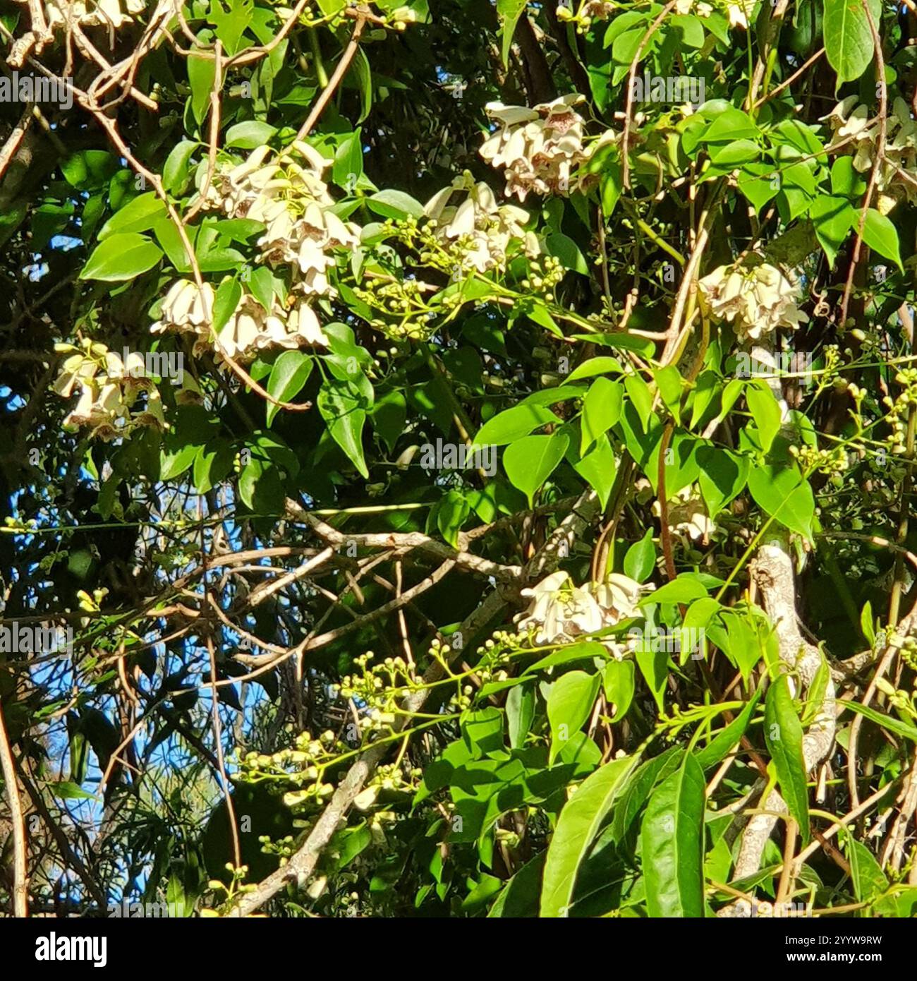 wonga vine (Pandorea pandorana Stock Photo - Alamy