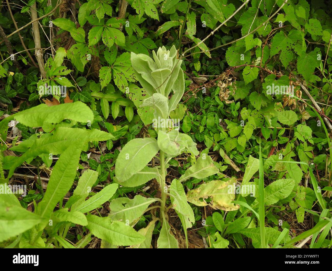 great mullein (Verbascum thapsus Stock Photo - Alamy