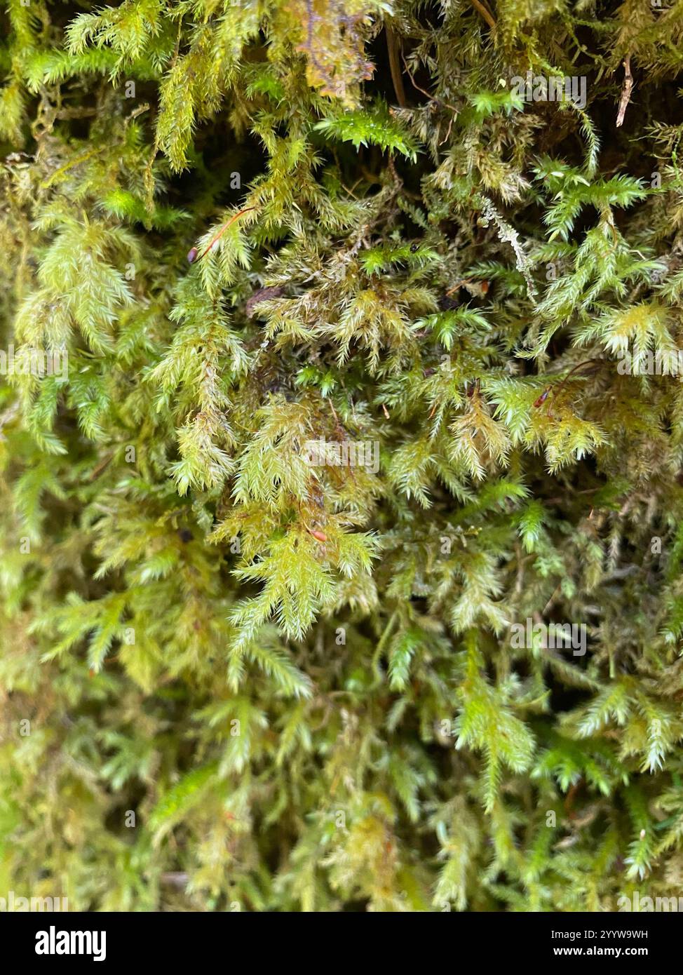 Mouse-tail Moss (Pseudisothecium myosuroides Stock Photo - Alamy