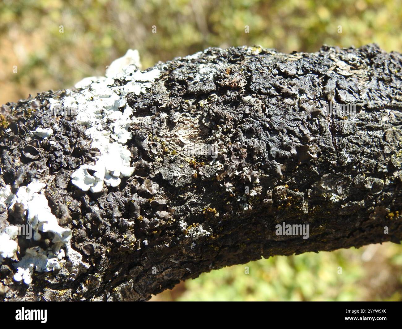 Effervescent Tarpaper Lichen (Collema furfuraceum Stock Photo - Alamy