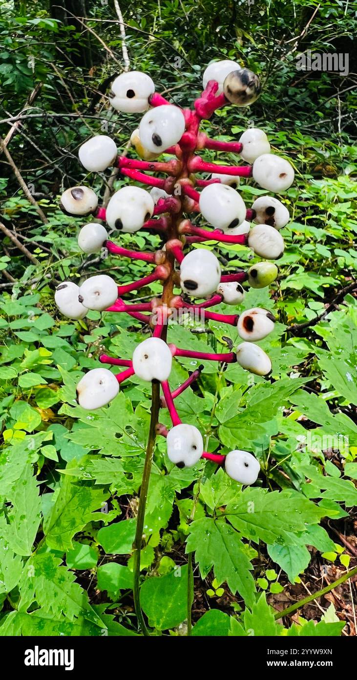 white baneberry (Actaea pachypoda Stock Photo - Alamy