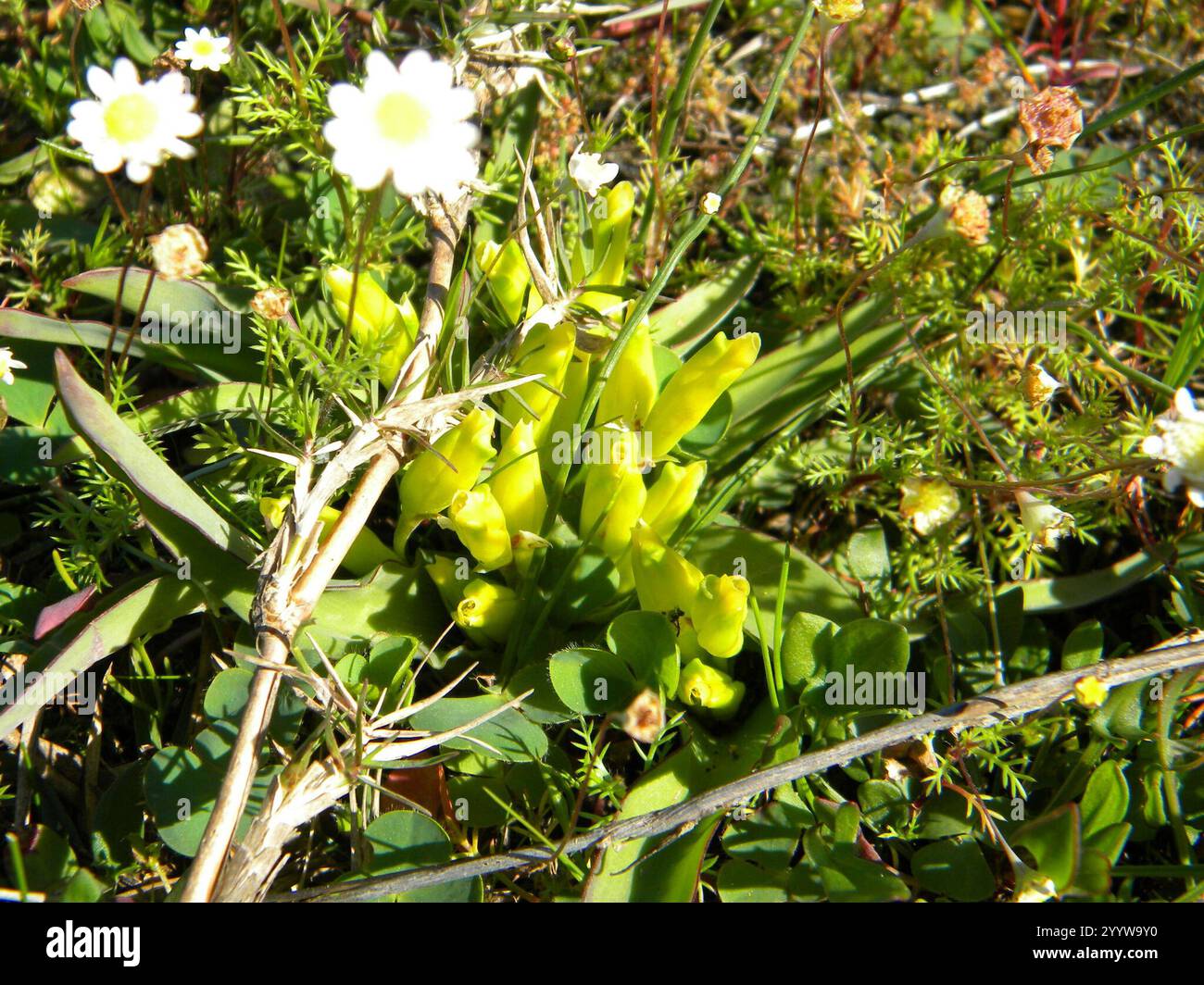 Lachenalia reflexa hi-res stock photography and images - Alamy