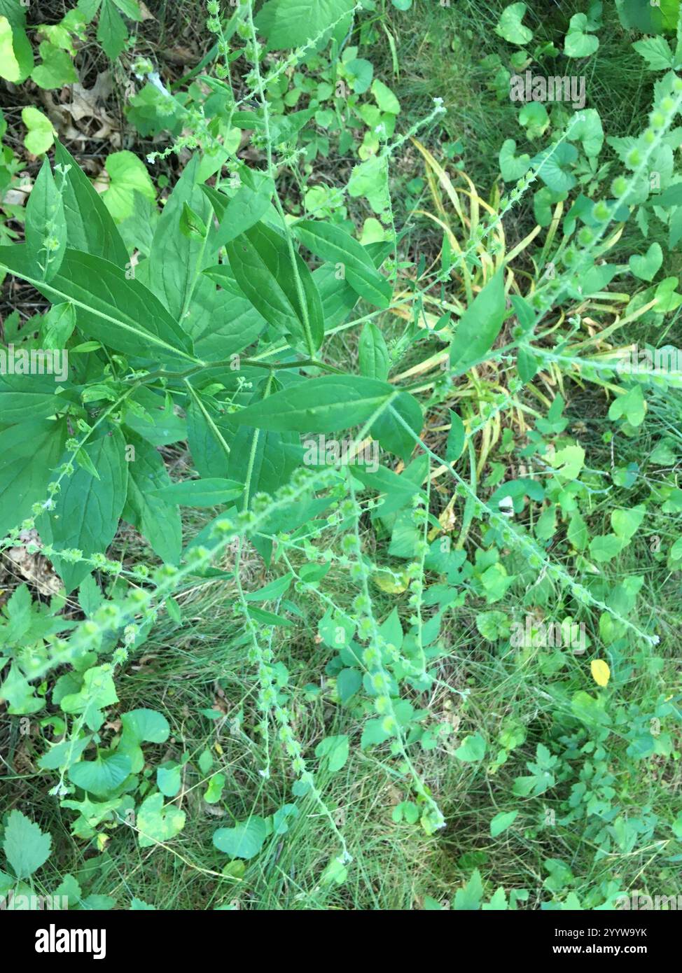 virginia stickseed (Hackelia virginiana Stock Photo - Alamy
