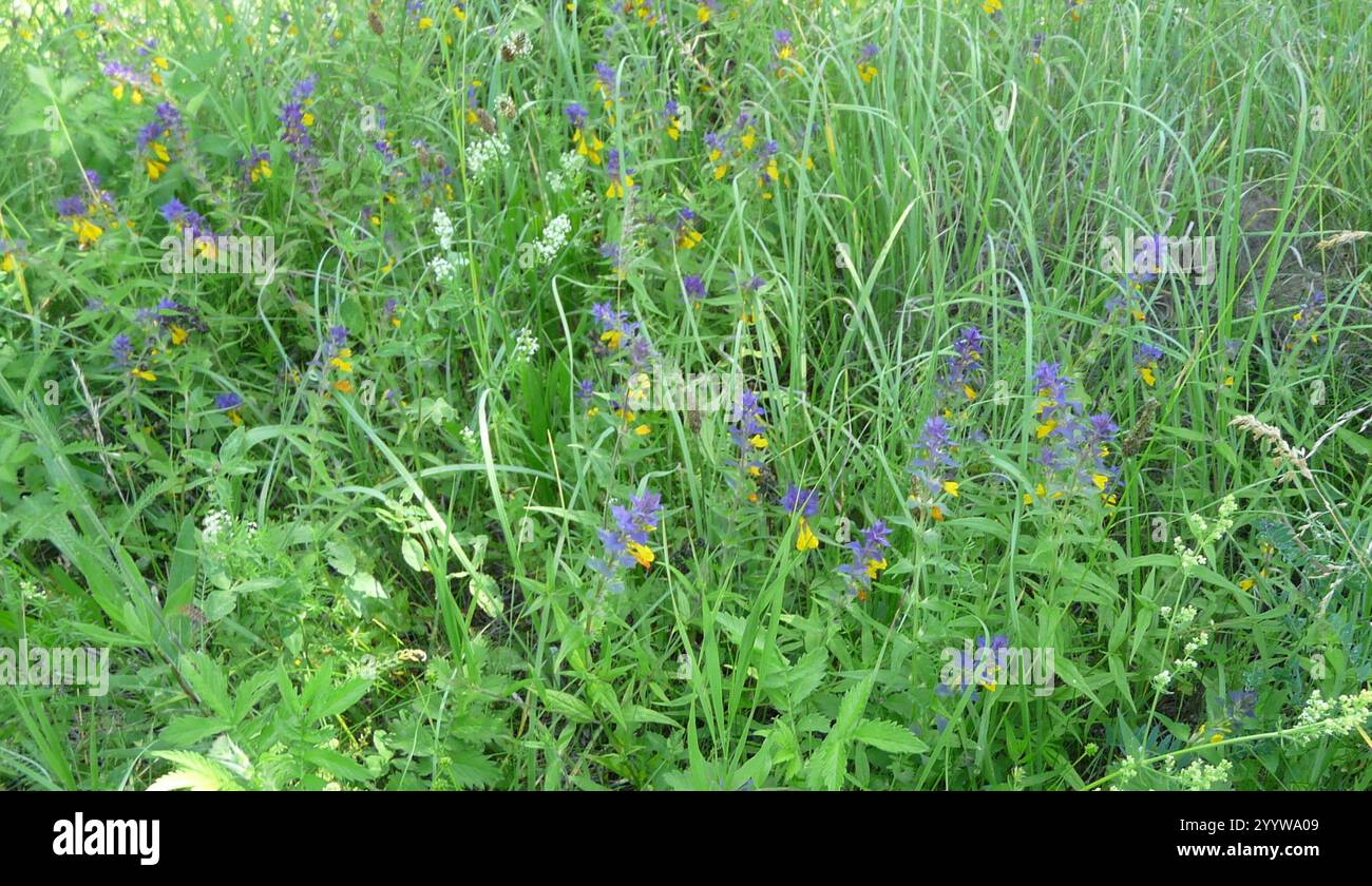 Wood Cow-wheat (Melampyrum nemorosum Stock Photo - Alamy