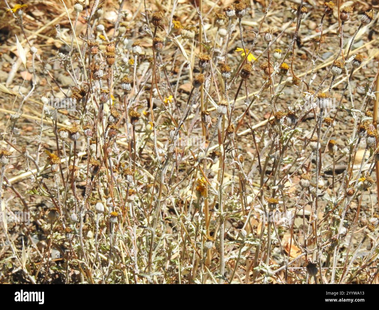 common woolly sunflower (Eriophyllum lanatum Stock Photo - Alamy