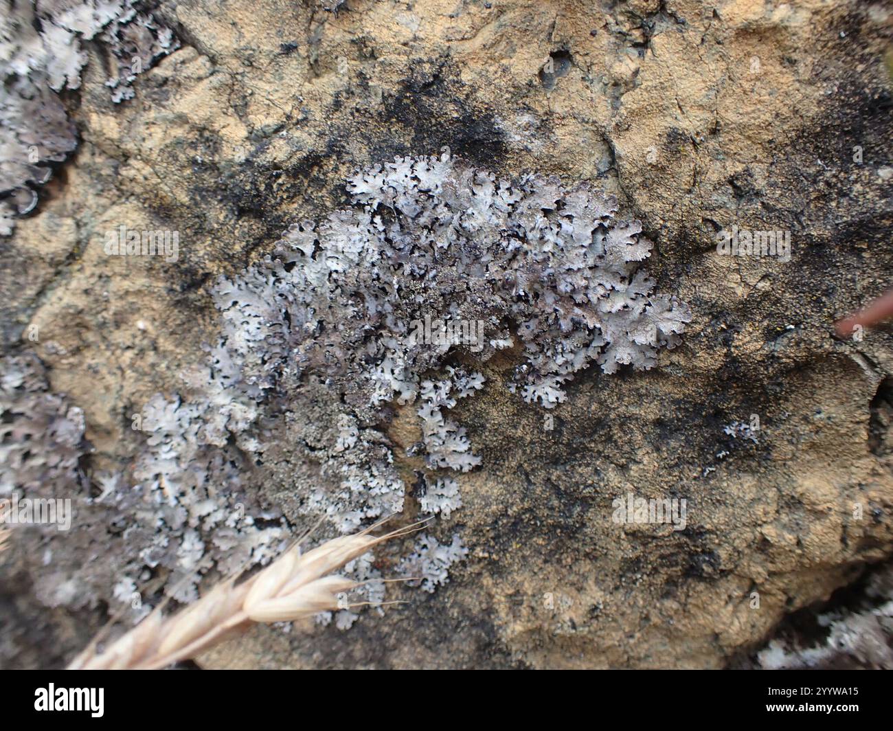 Salted Shield Lichen (Parmelia saxatilis Stock Photo - Alamy