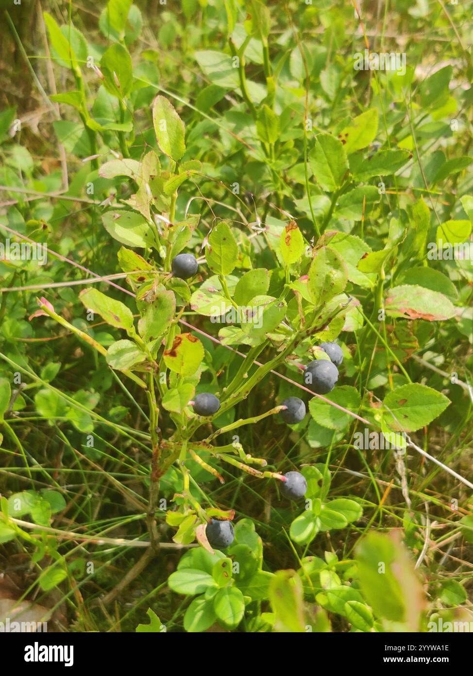 common bilberry (Vaccinium myrtillus Stock Photo - Alamy