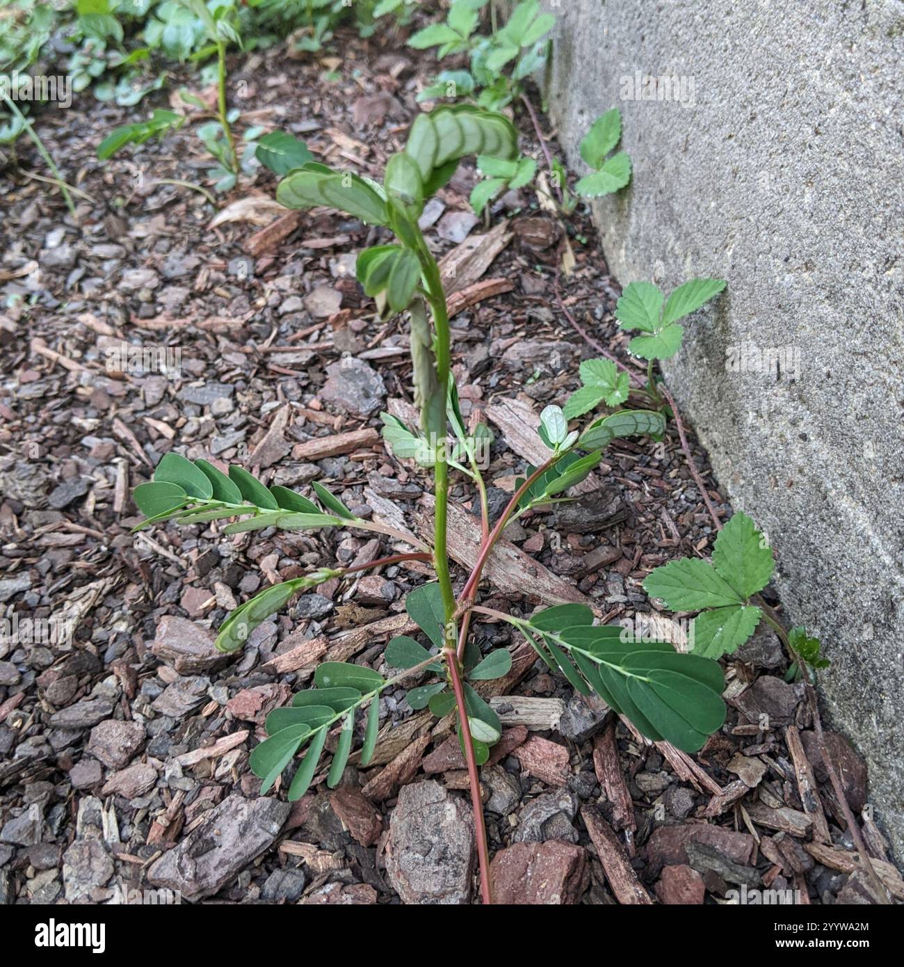 Chamberbitter (Phyllanthus urinaria Stock Photo - Alamy