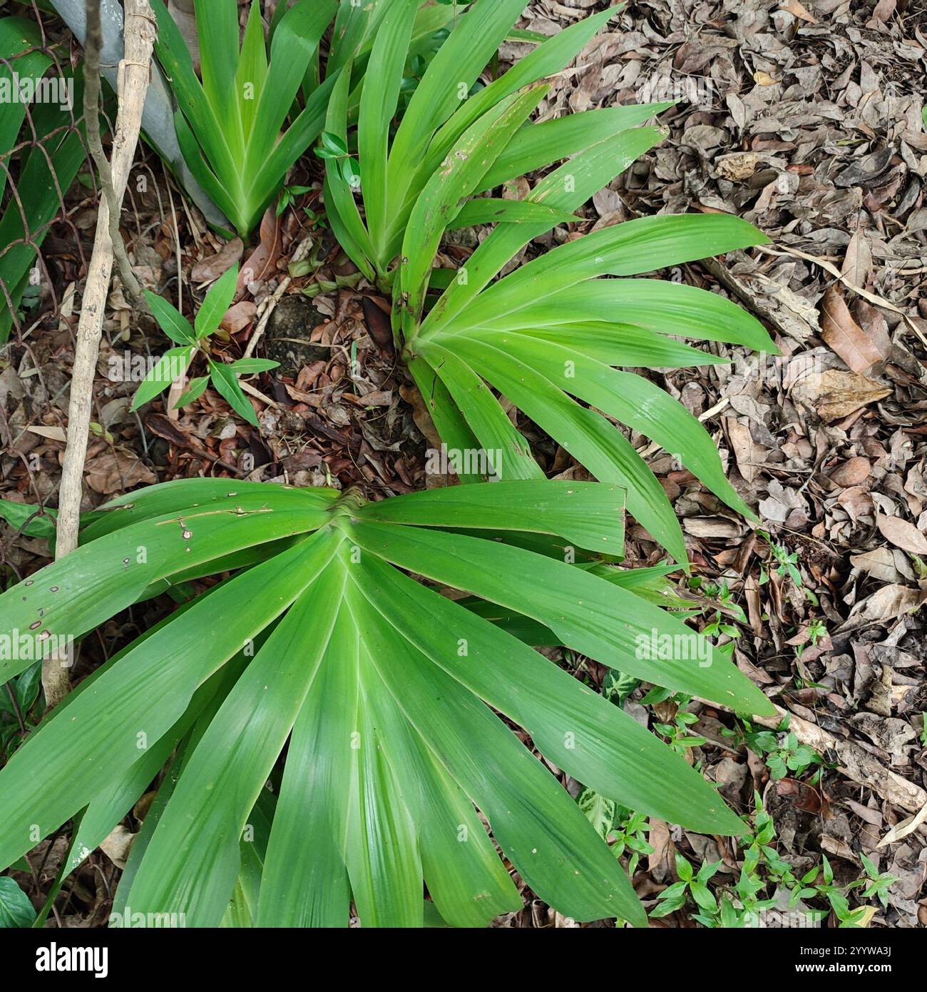 palmita (Xiphidium caeruleum Stock Photo - Alamy
