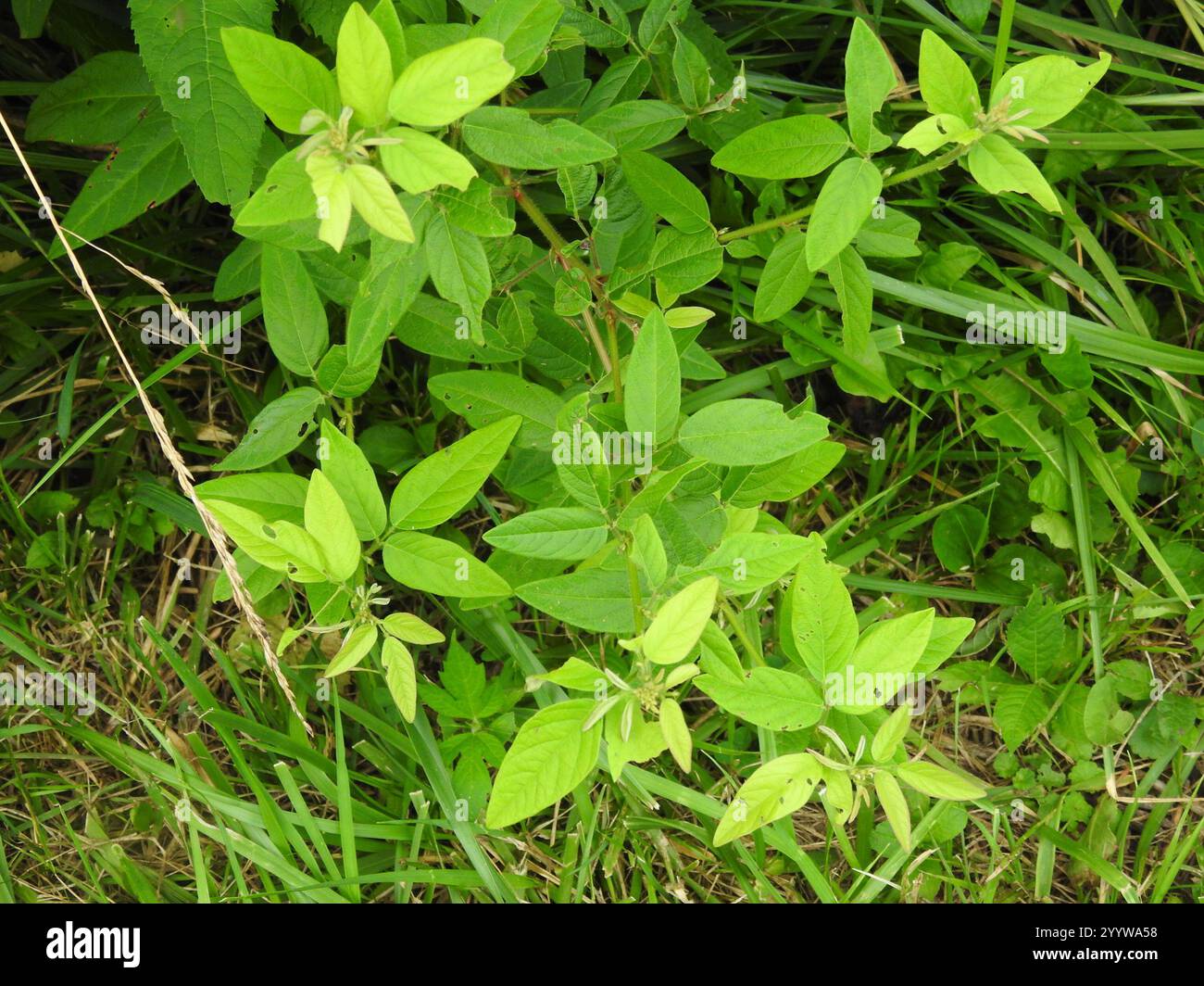 perplexed tick-trefoil (Desmodium perplexum Stock Photo - Alamy