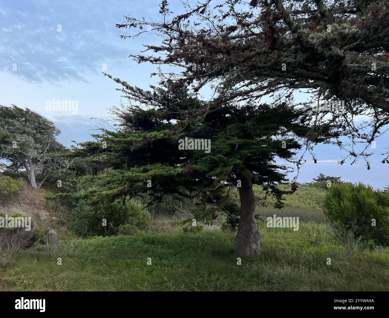 Monterey Cypress (Hesperocyparis macrocarpa Stock Photo - Alamy