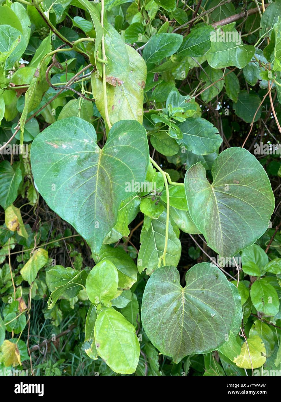 beach moonflower (Ipomoea violacea Stock Photo - Alamy
