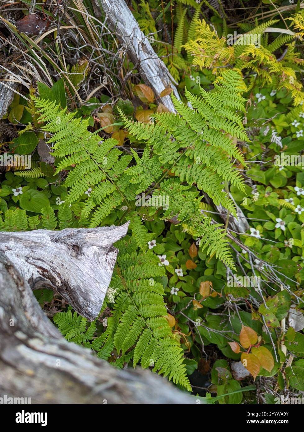 common bracken (Pteridium aquilinum Stock Photo - Alamy