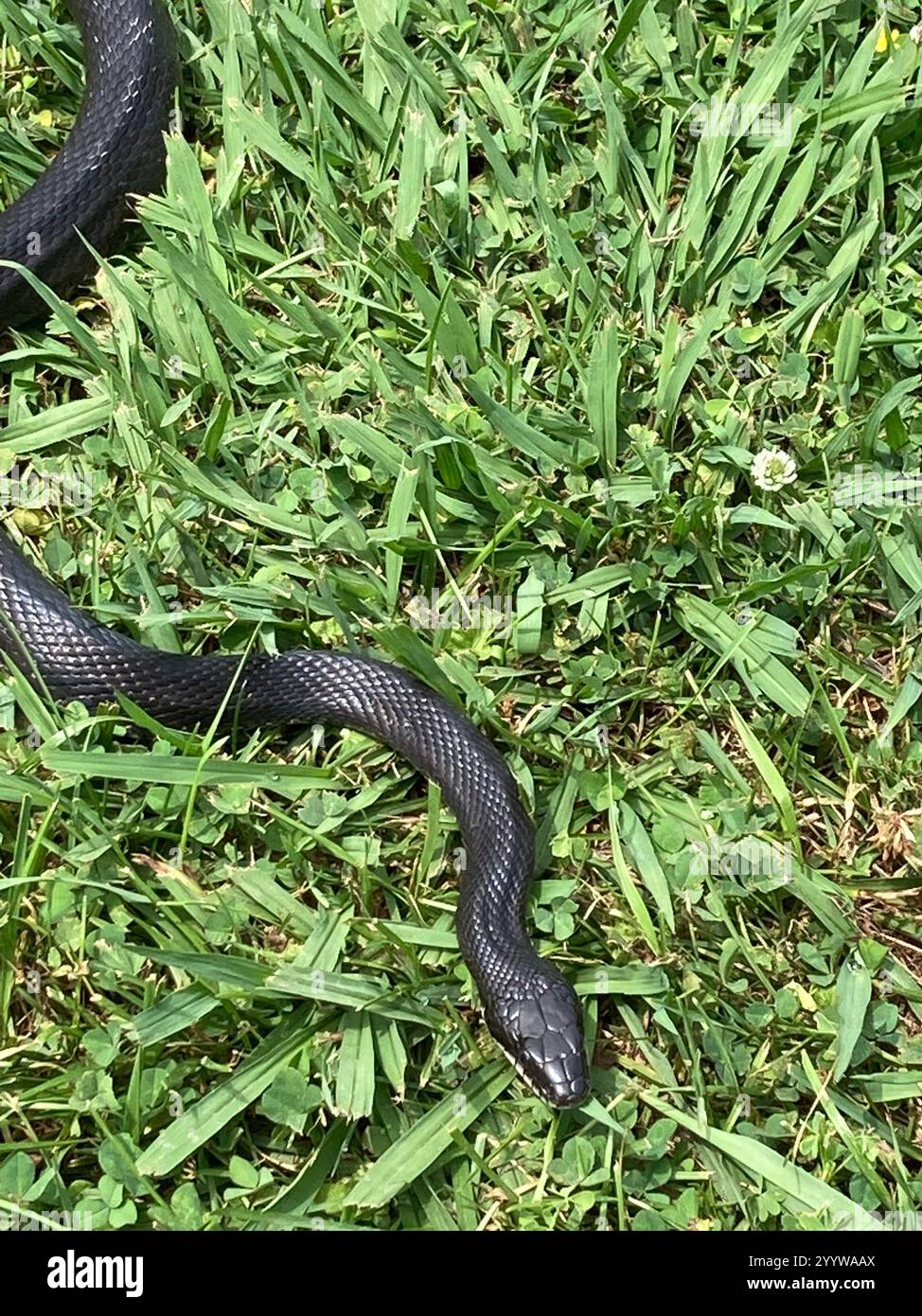Eastern Ratsnake (Pantherophis alleghaniensis Stock Photo - Alamy
