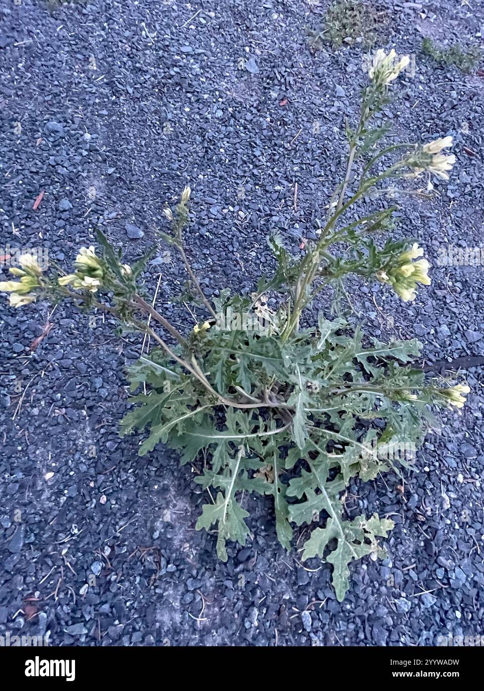 Hairy Rocket (Erucastrum gallicum Stock Photo - Alamy
