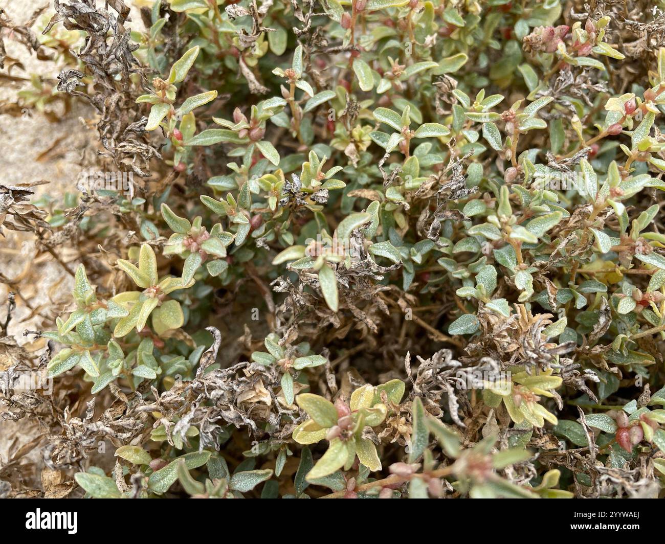 berry saltbush (Atriplex semibaccata Stock Photo - Alamy