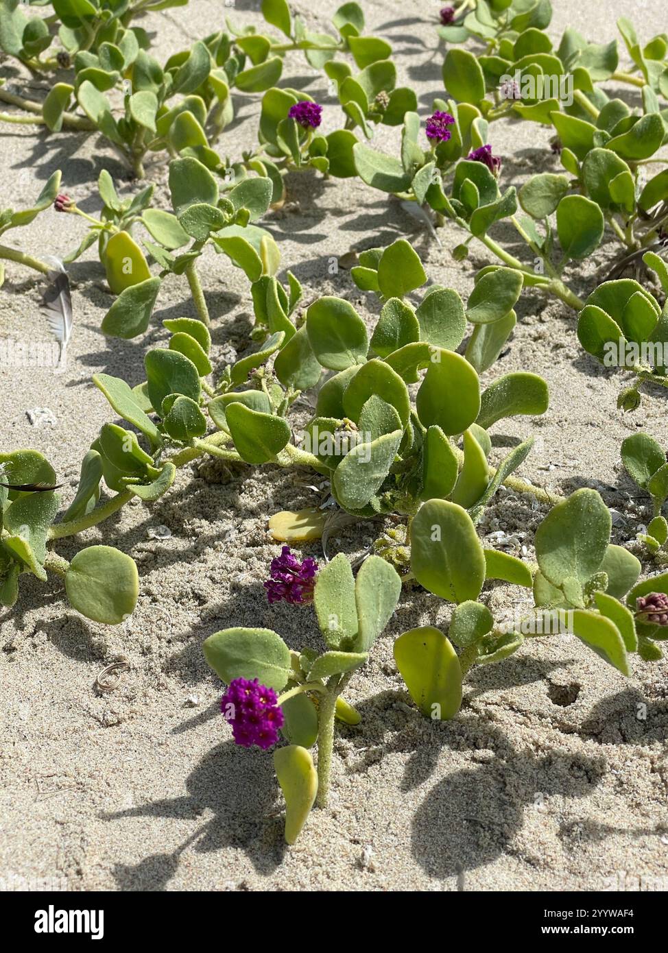red sand-verbena (Abronia maritima Stock Photo - Alamy