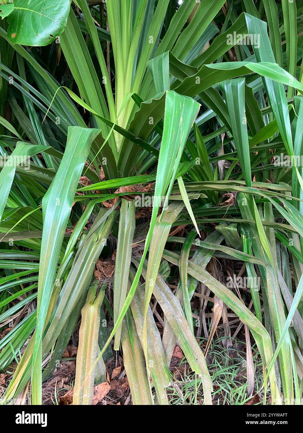 thatch screwpine (Pandanus tectorius Stock Photo - Alamy