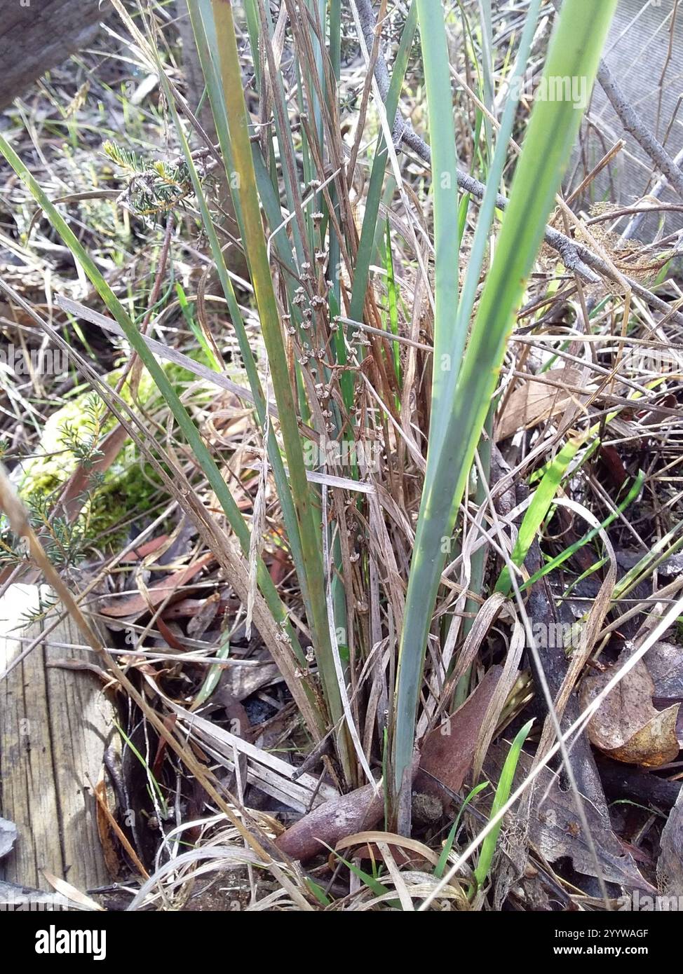 iron-grass (Lomandra multiflora dura Stock Photo - Alamy