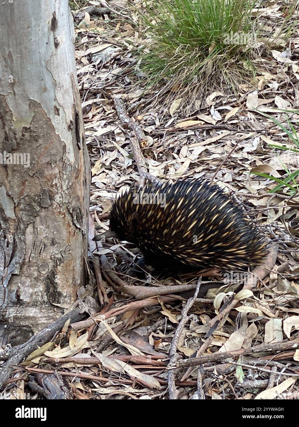 Eastern Short-beaked Echidna (Tachyglossus aculeatus aculeatus Stock ...